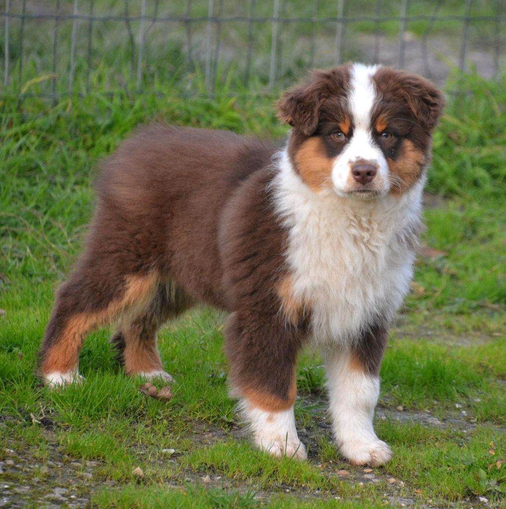 Accueil - Elevage du petit Duc Victoria - eleveur de chiens Mini Berger ...